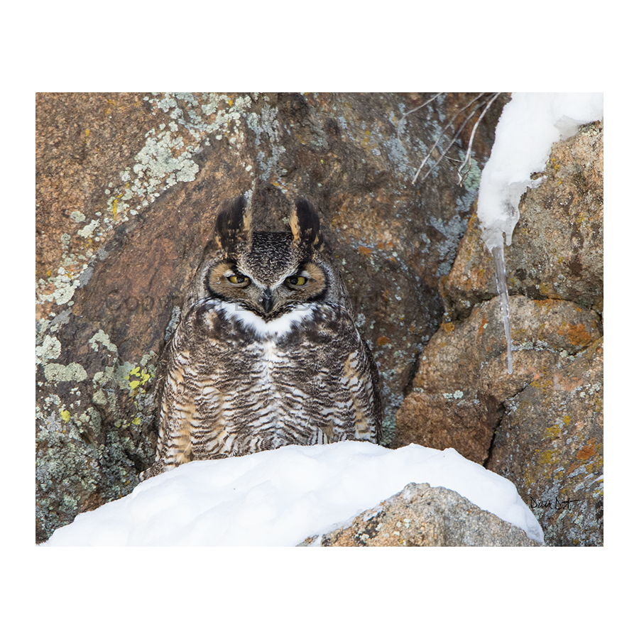 Great Horned Owl - 380 | Dan Dietrich Photography