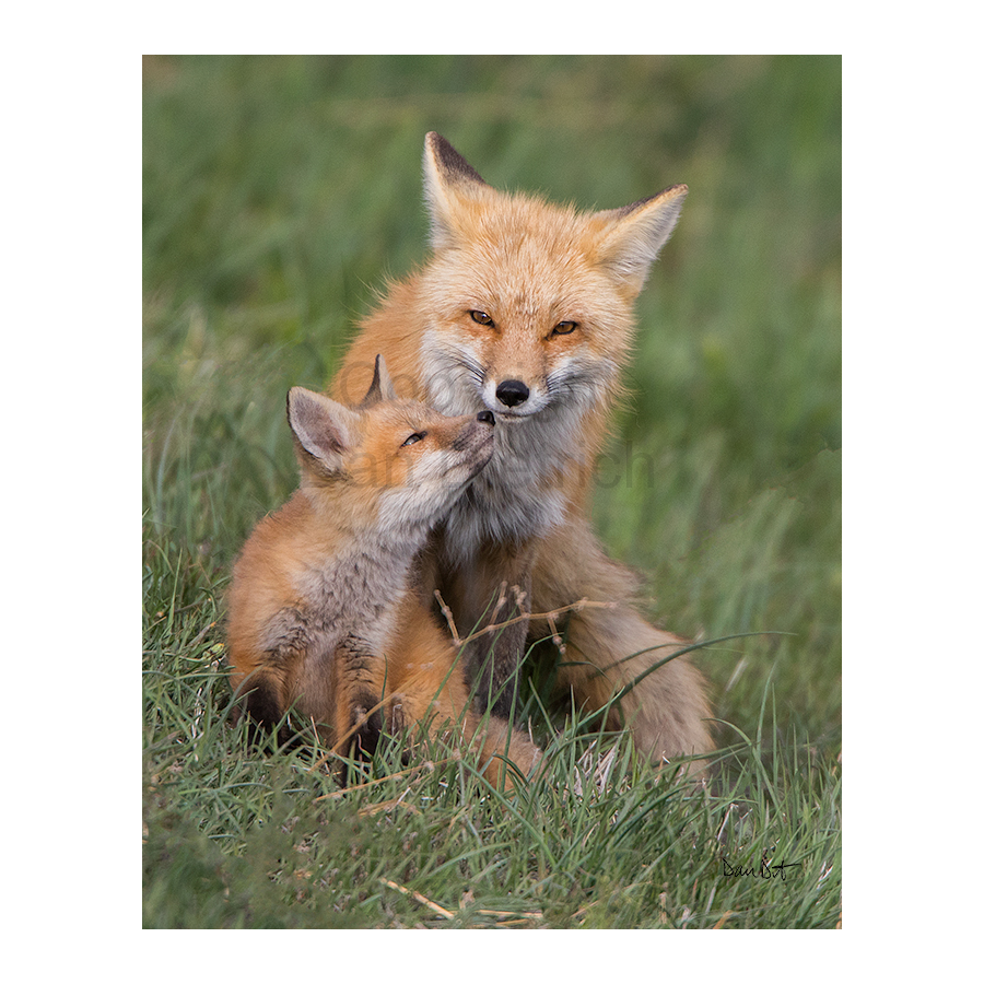 Red Fox - 420 | Dan Dietrich Photography