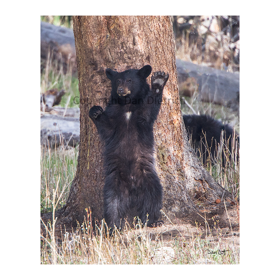 Black Bear Cub - 364 | Dan Dietrich Photography