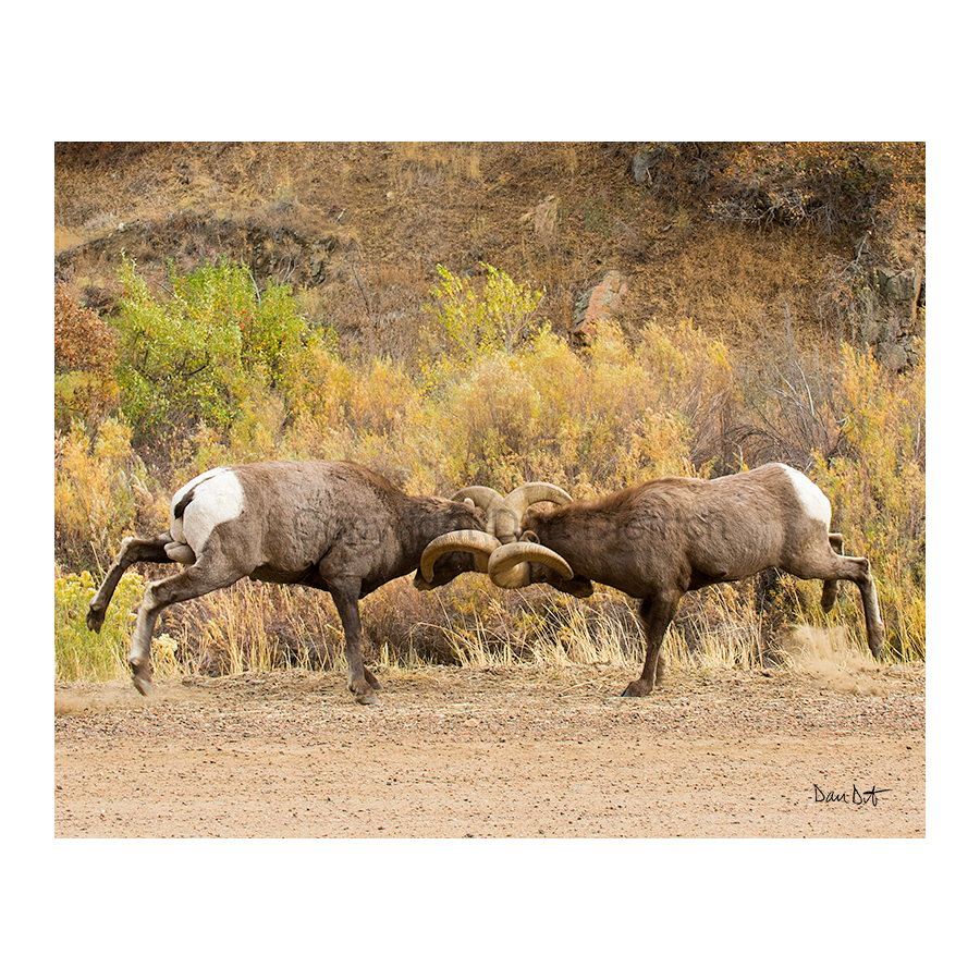 Bighorn Rams Butting Heads - 415 | Dan Dietrich Photography