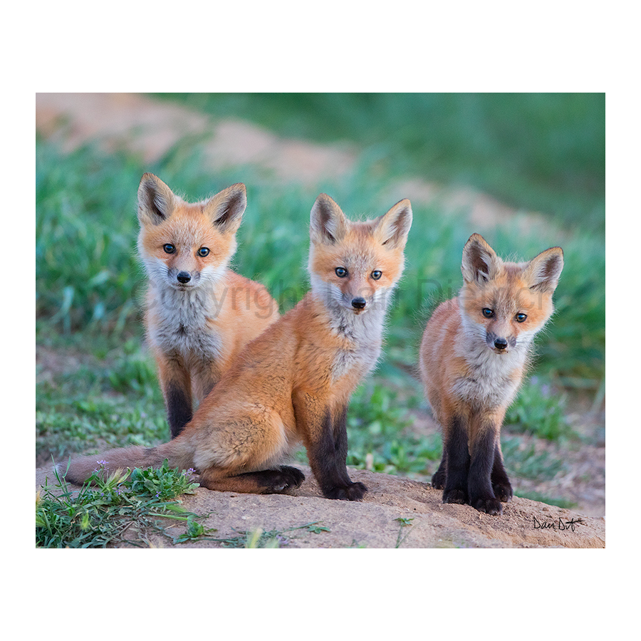 Three Red Fox - 424 | Dan Dietrich Photography