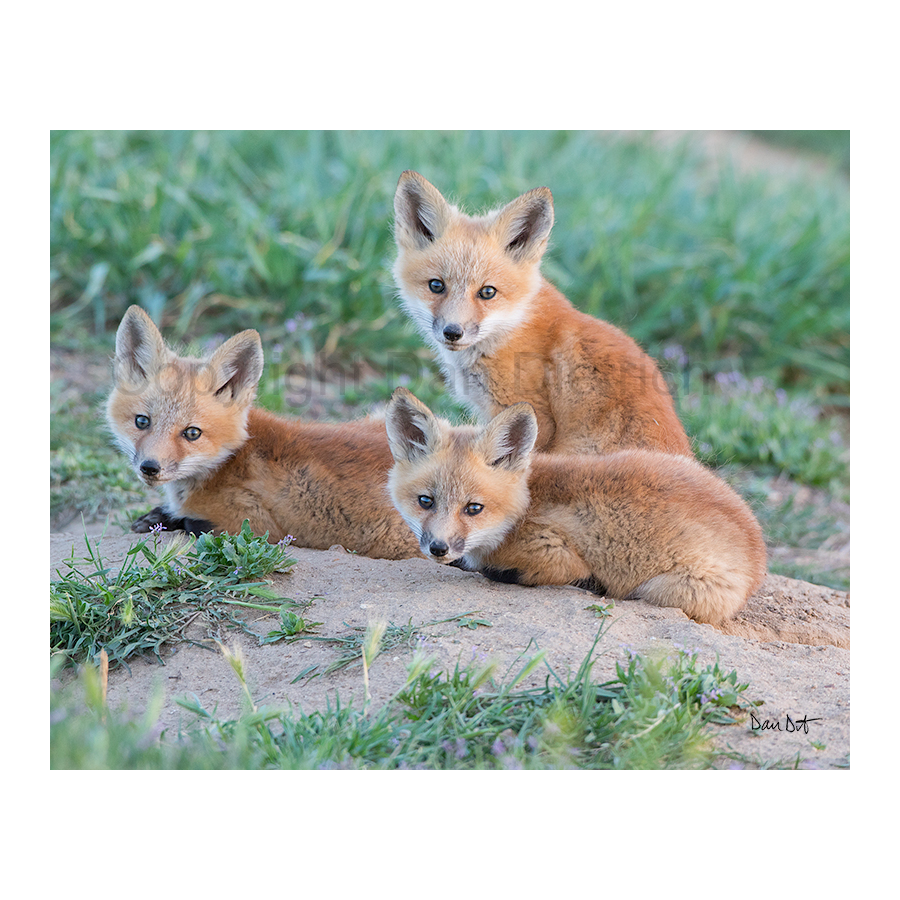 Three Red Fox - 423 | Dan Dietrich Photography