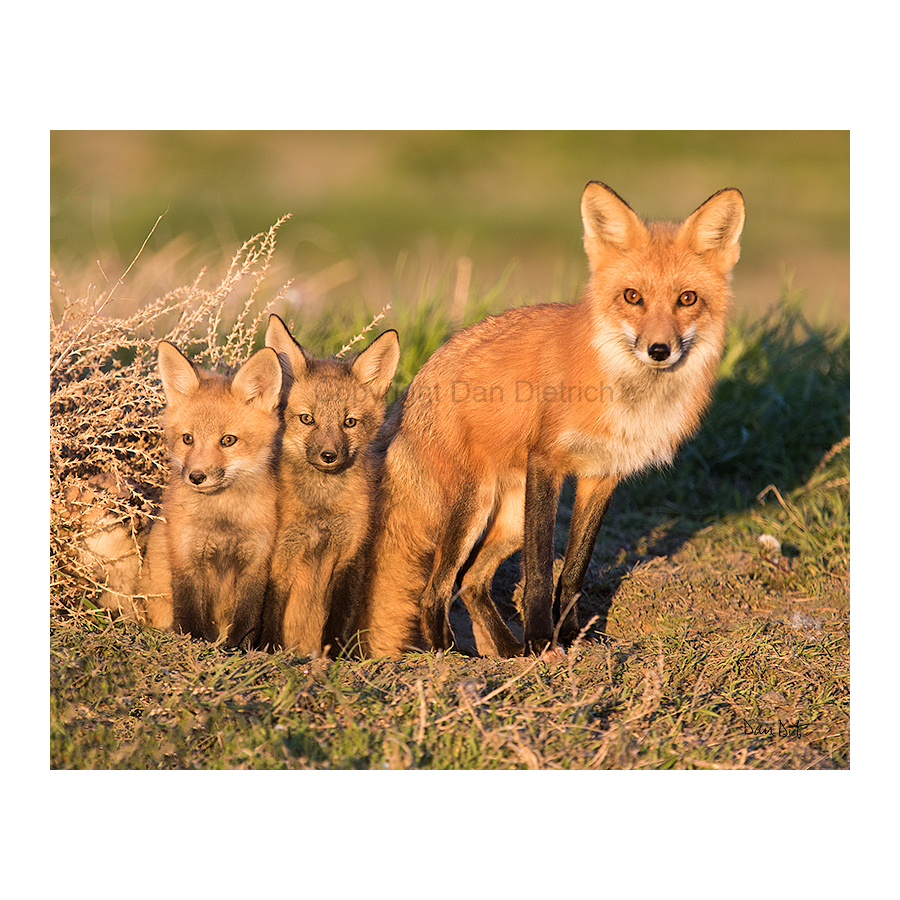 Red Fox with - 386 | Dan Dietrich Photography