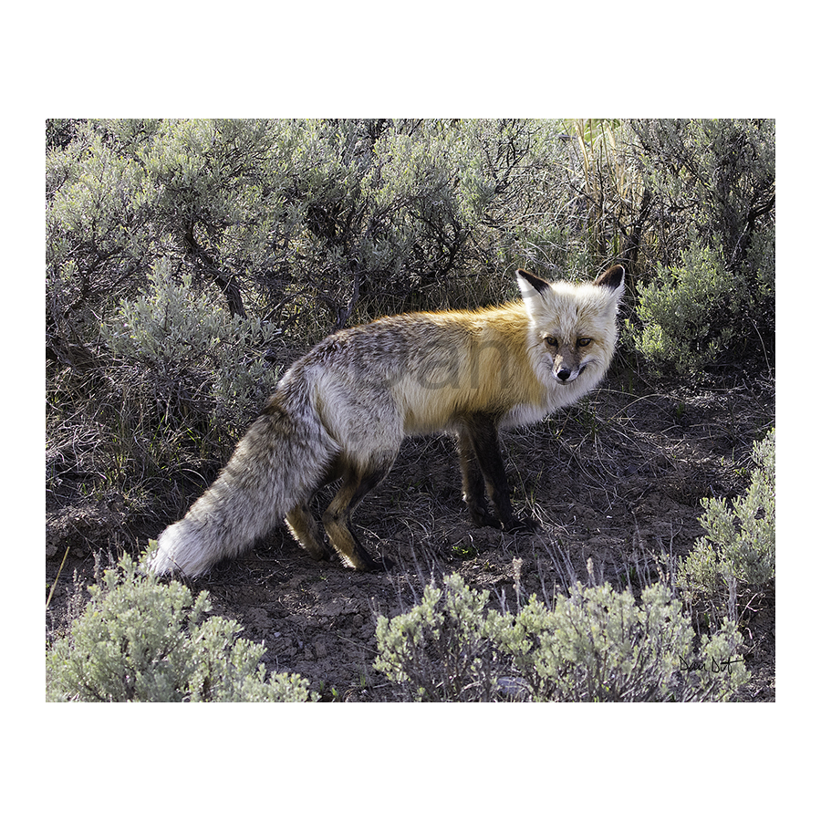 Red Fox - 480 | Dan Dietrich Photography