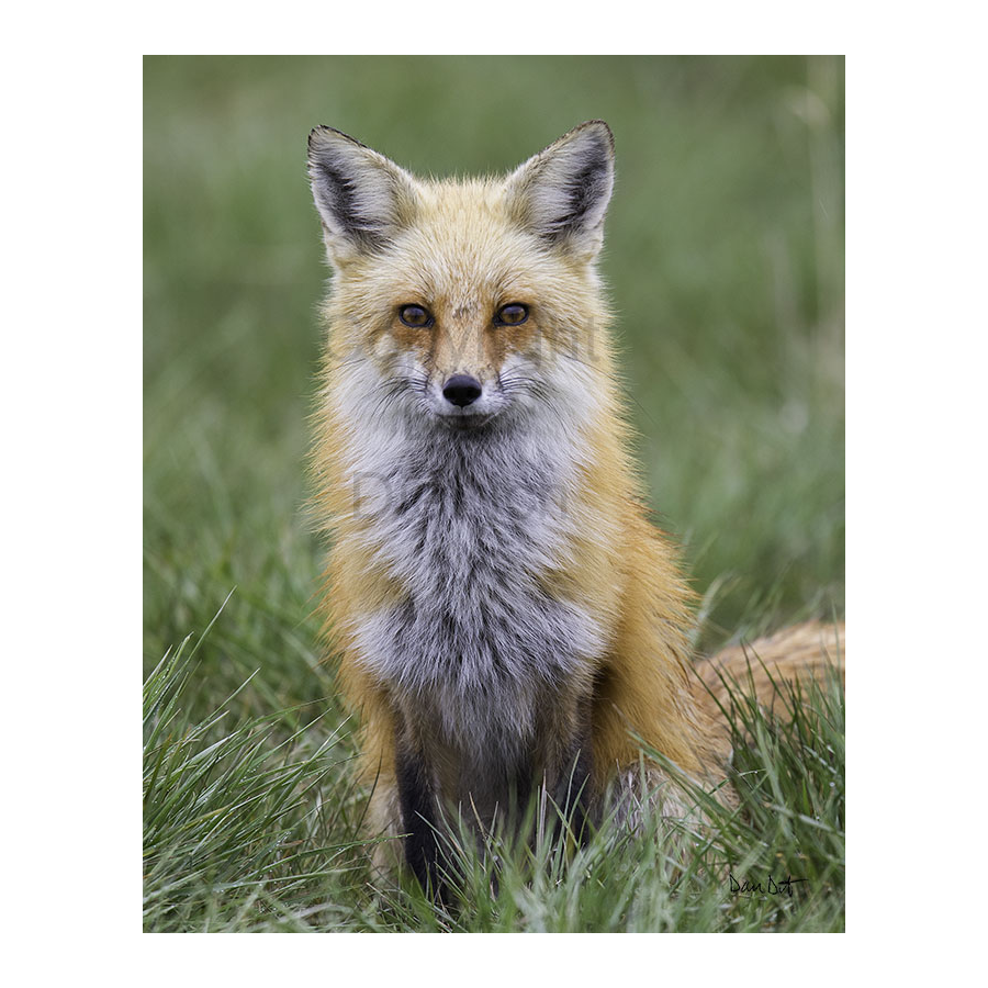 Red Fox - 457 | Dan Dietrich Photography