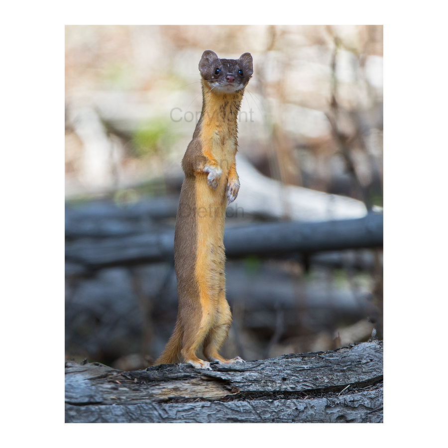 Long-tailed Weasel - 403 | Dan Dietrich Photography