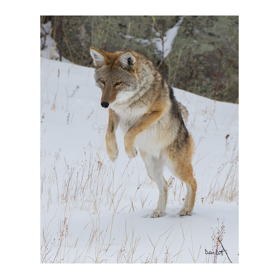 Coyote - 349 | Dan Dietrich Photography