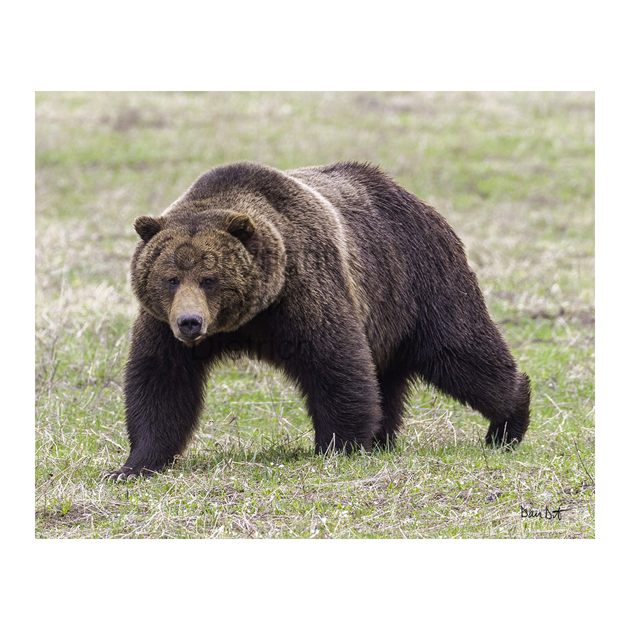 Grizzly Bear - 512 | Dan Dietrich Photography